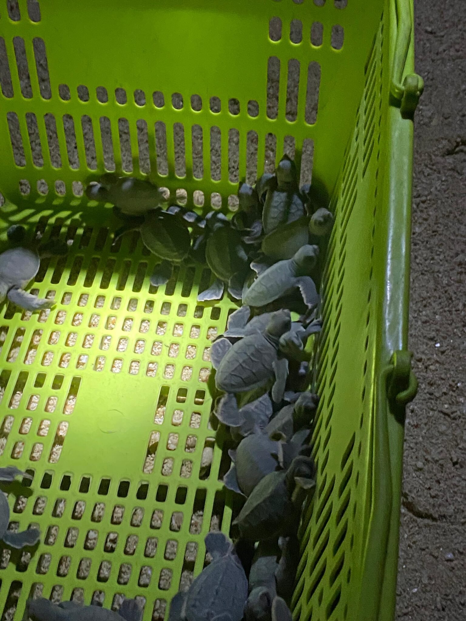 2D1N Selingan Turtle Island – Borneo Tour | Greenview Travel & Tours