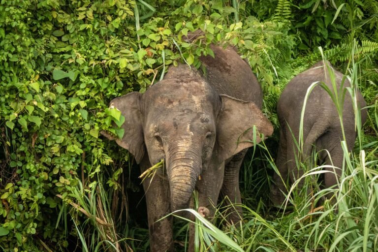 2D1N Kinabatangan River – Borneo Tour | Greenview Travel & Tours